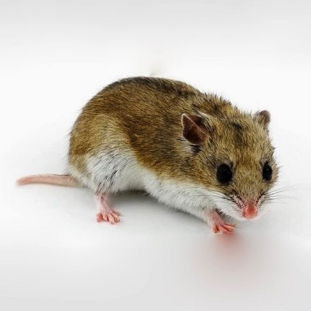 Chinese Dwarf Hamster Male