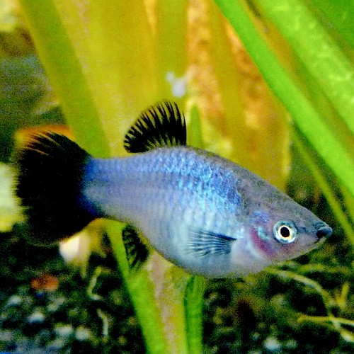 Platies | Jarathana