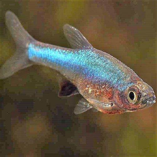 Rasbora | Jarathana